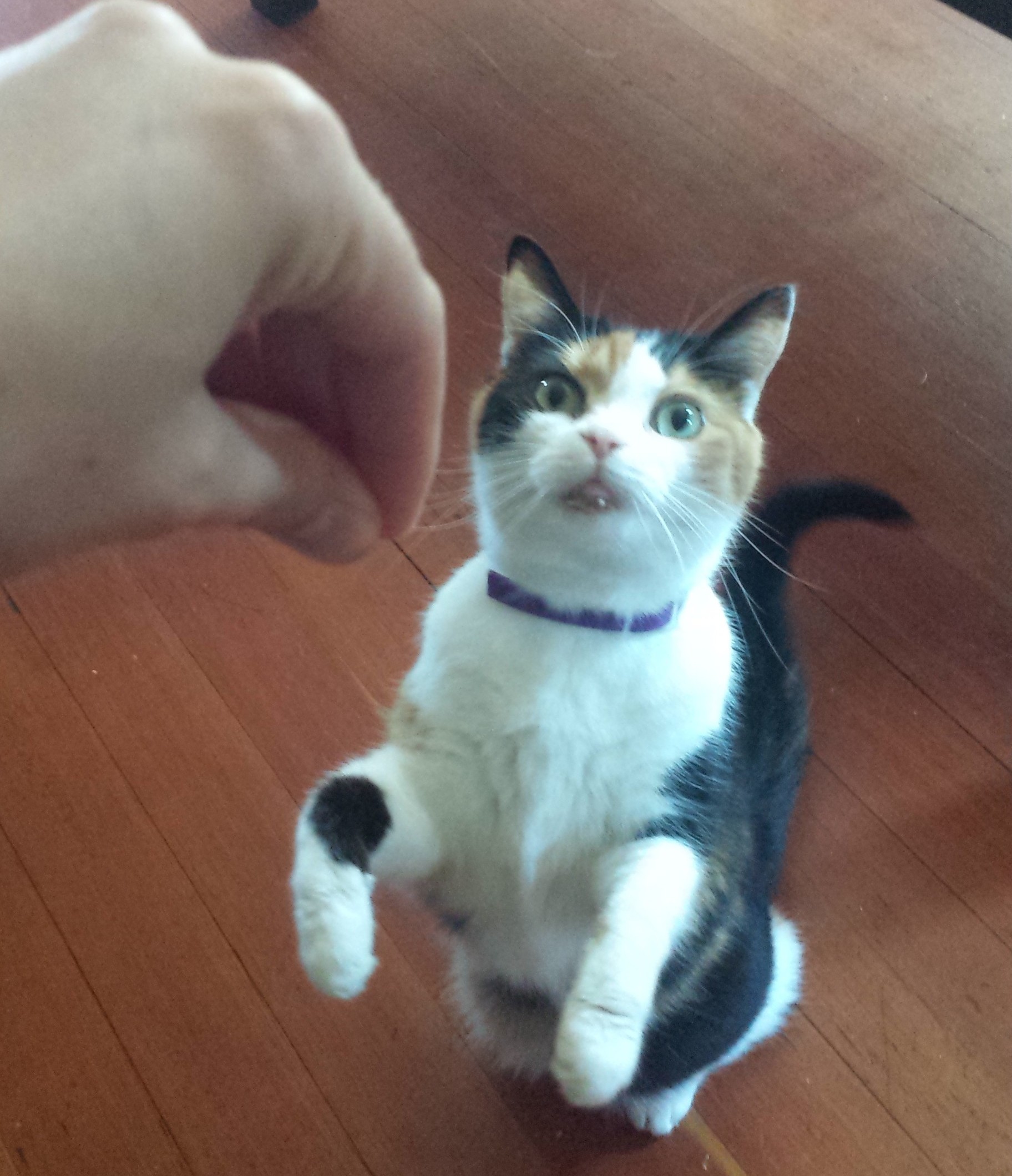 Cat Training: When to add a cue – maueyes