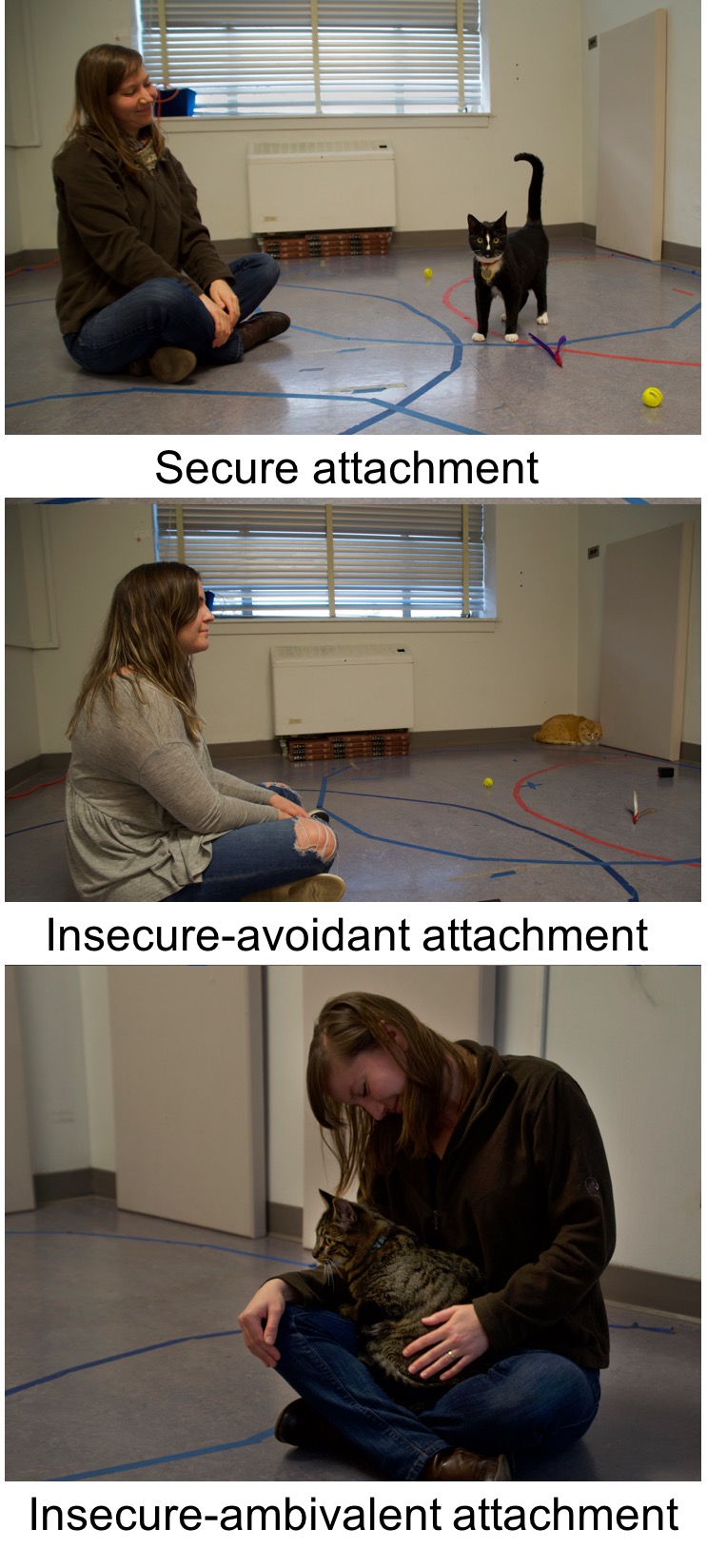 Attachment bonds between domestic cats and humans – maueyes