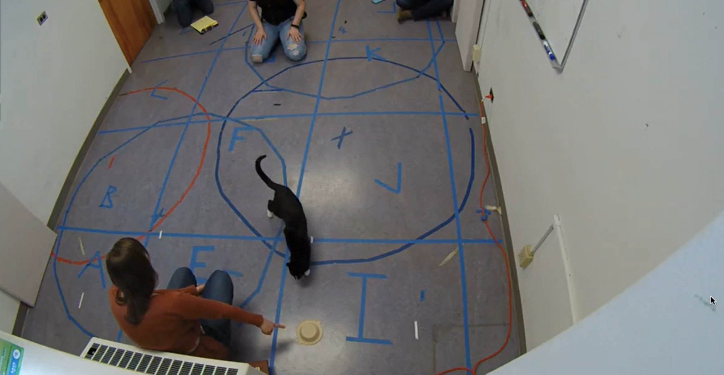 Cat Social Cognition and Cat-Human Interaction – Maueyes