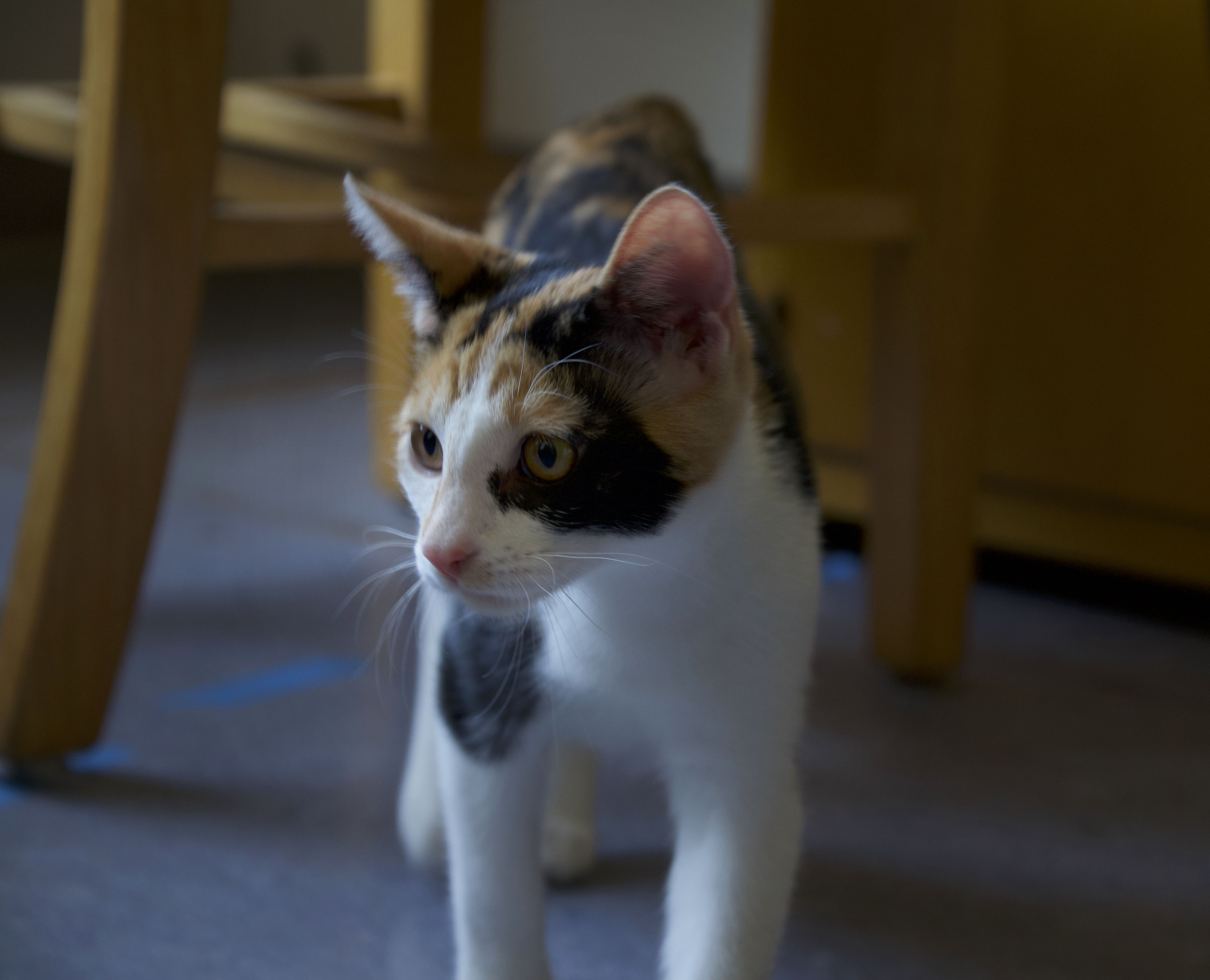 Science & Research – Maueyes